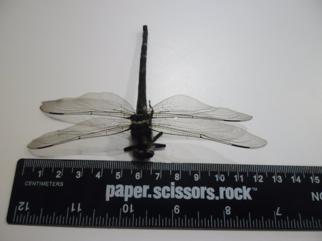 How big is the dragonfly? - Imagine Childcare