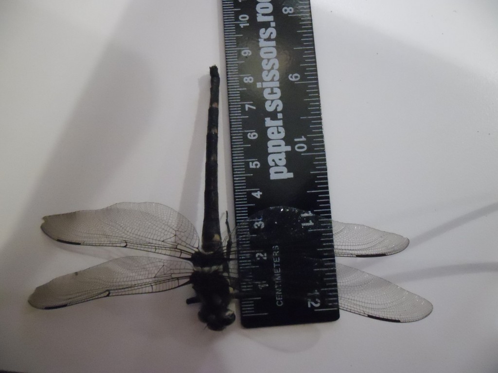 How big is the dragonfly? - Imagine Childcare